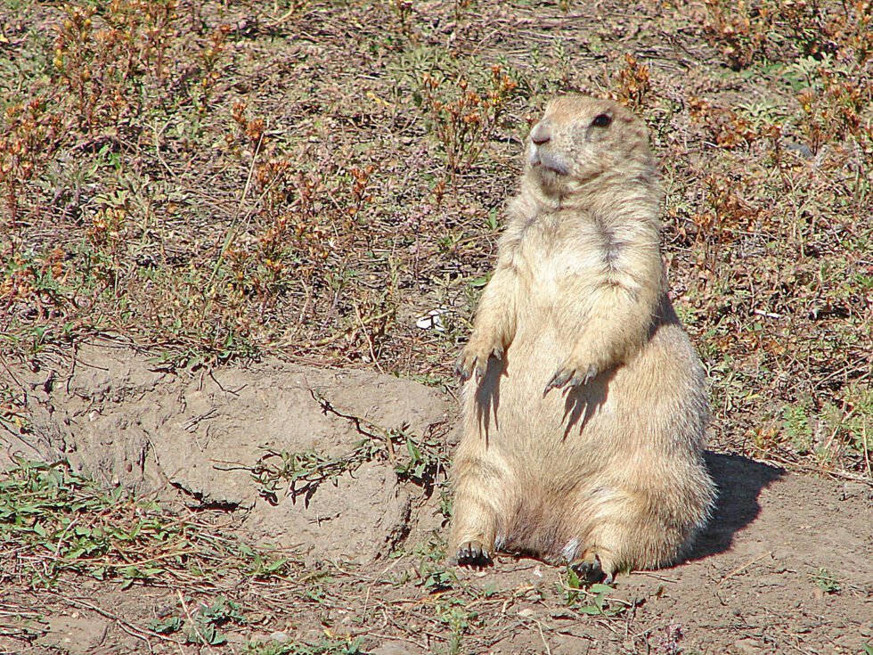 RV Road Trip: Exploring the Badlands of South Dakota and Montana ...