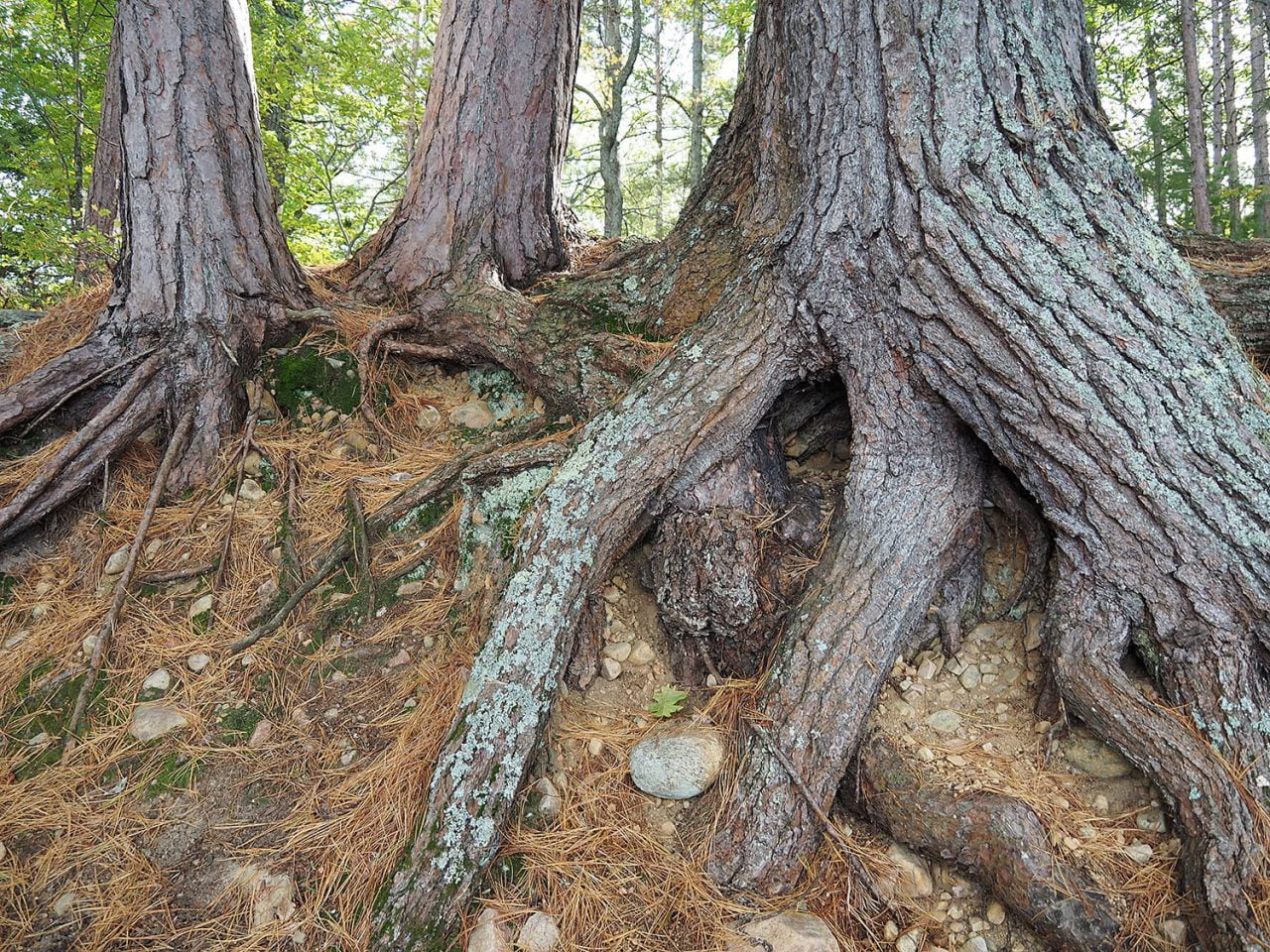 RVing East of Ontario’s Algonquin Park—the Ottawa Valley - Explorer RV Club