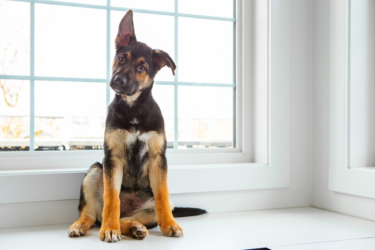 New border rules for dogs entering the United States - Explorer RV Club